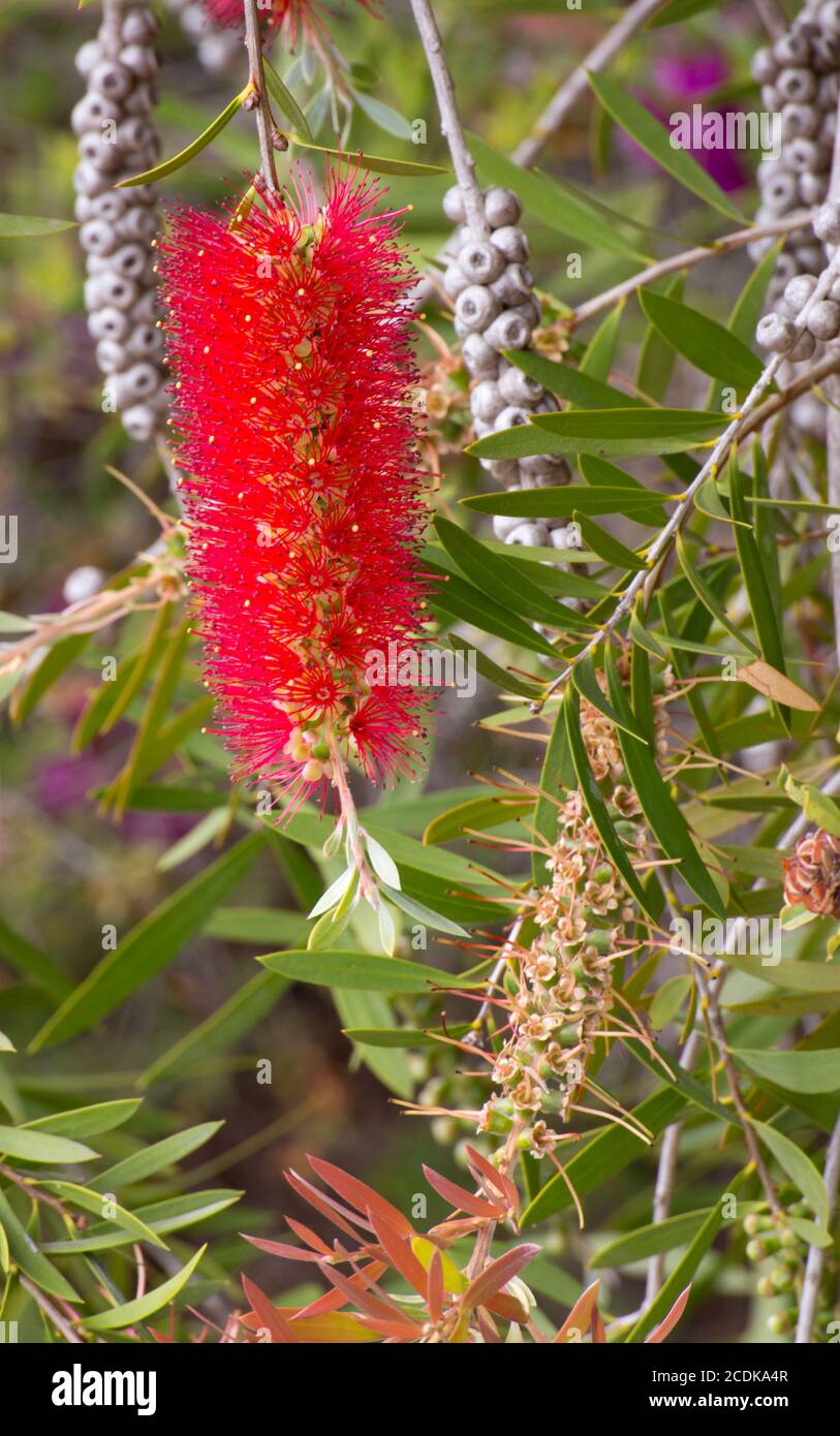Red Bottlebrush Tree High Resolution Stock Photography and Images - Alamy