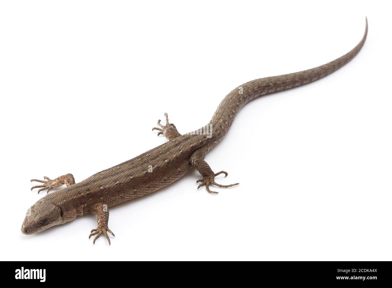 Lizard Cut Out Stock Images & Pictures - Alamy