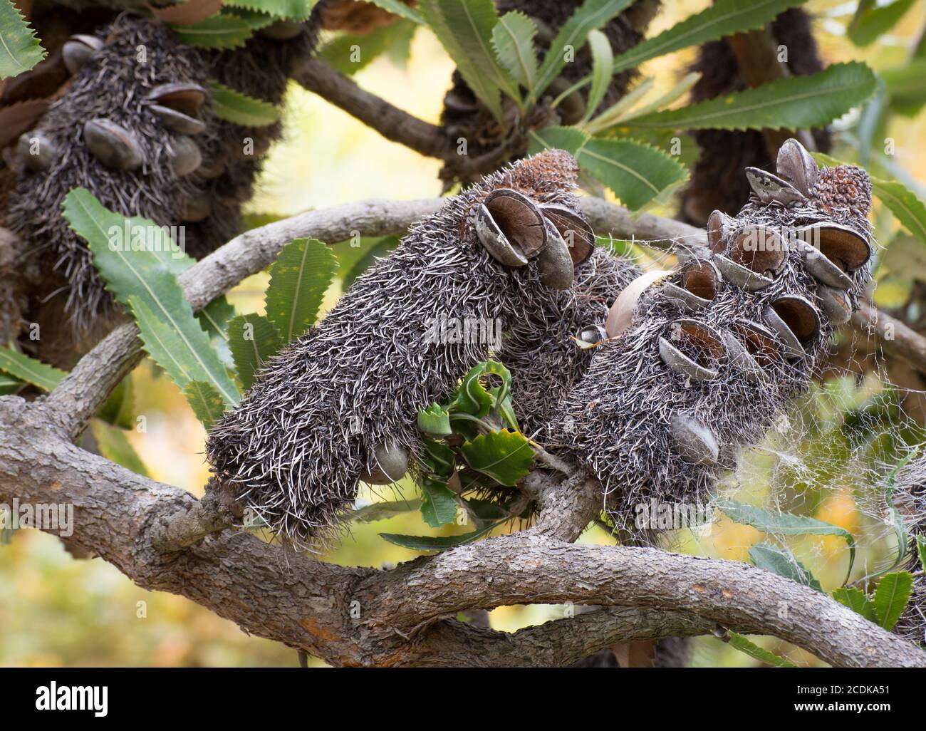 Banksia fruit hi-res stock photography and images - Alamy