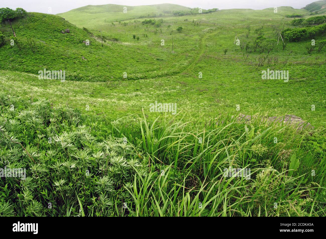 Green grass background texture. Element of design Stock Photo - Alamy