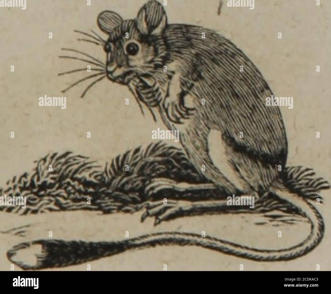 . Elementary exercises for the deaf and dumb . Jerboa. Kangaroo Stock ...