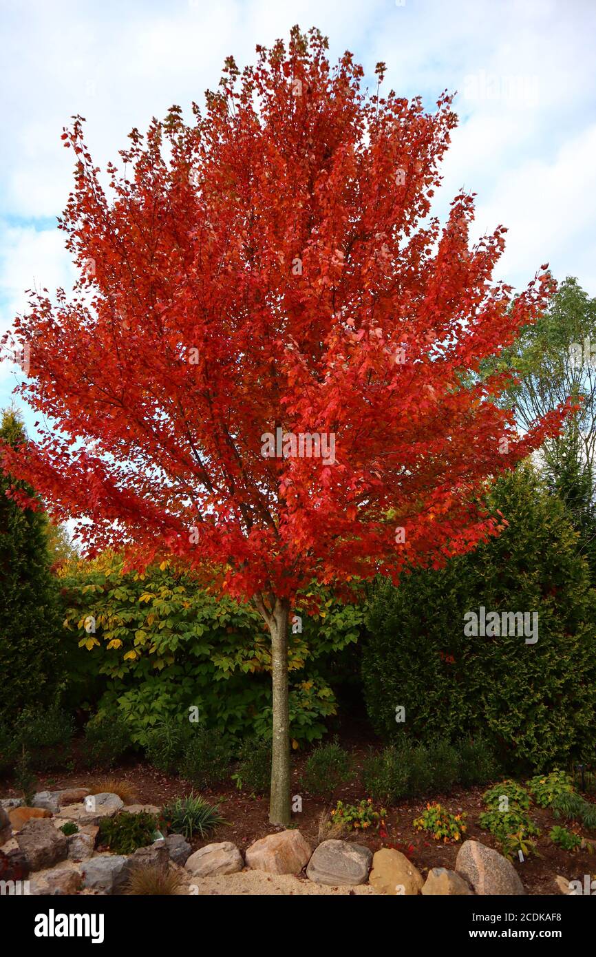Bright Red Tree in Fall season Stock Photo - Alamy