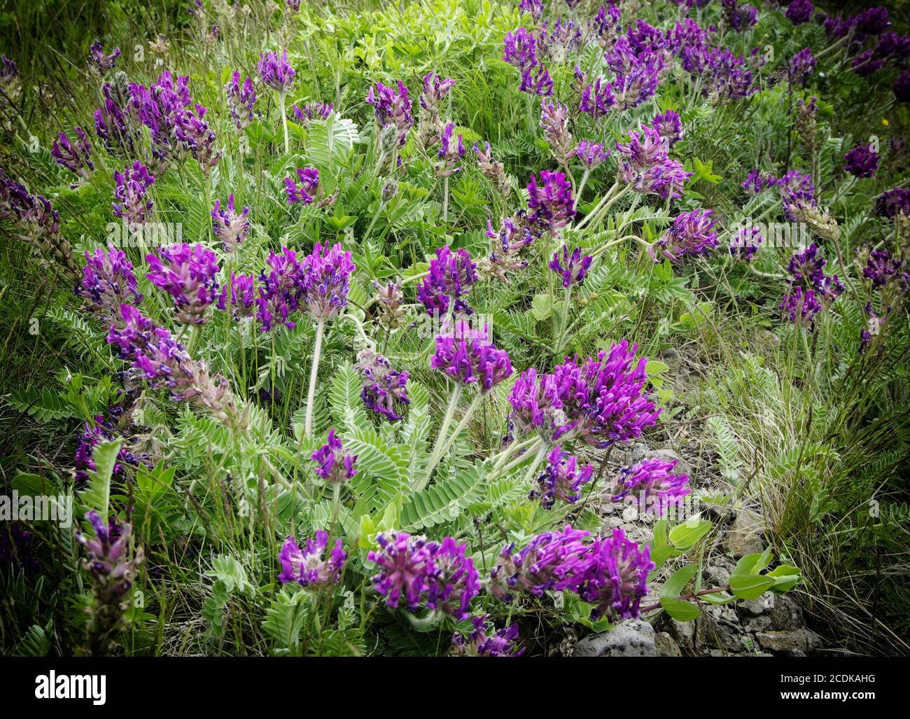 Viola odorata - Sweet Violet Stock Photo - Alamy
