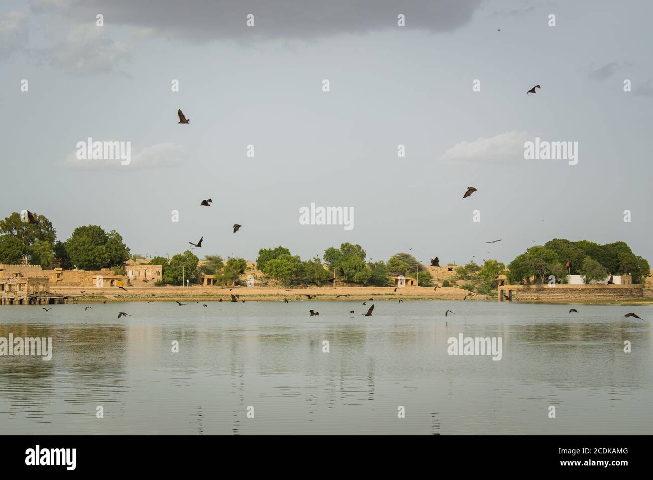 Long eared bats flying hi-res stock photography and images - Alamy