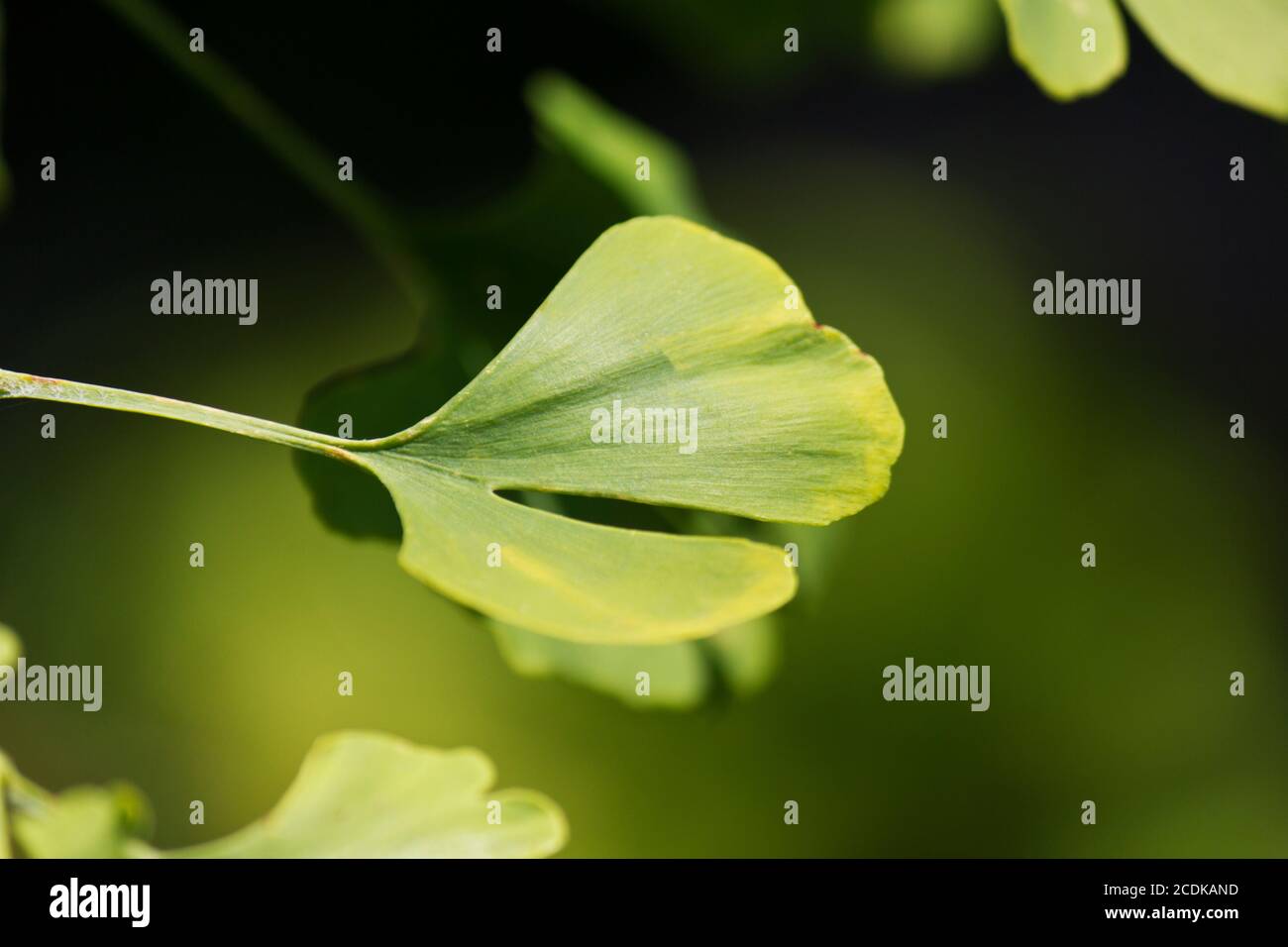 Ginkgo biloba tree leaves hi-res stock photography and images - Alamy