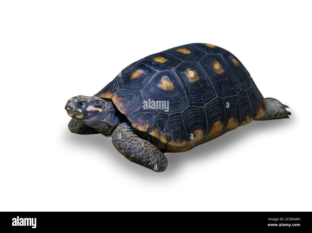 Land turtle hi-res stock photography and images - Alamy