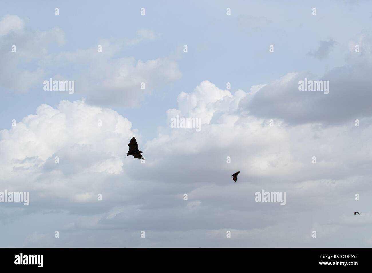 Long eared bats flying hi-res stock photography and images - Alamy