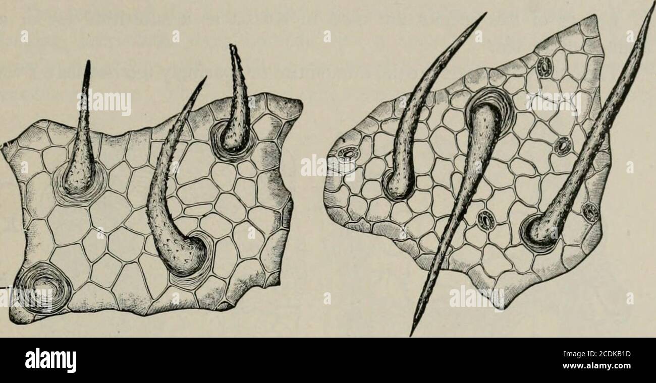 . The microscopy of vegetable foods, with special reference to the ...