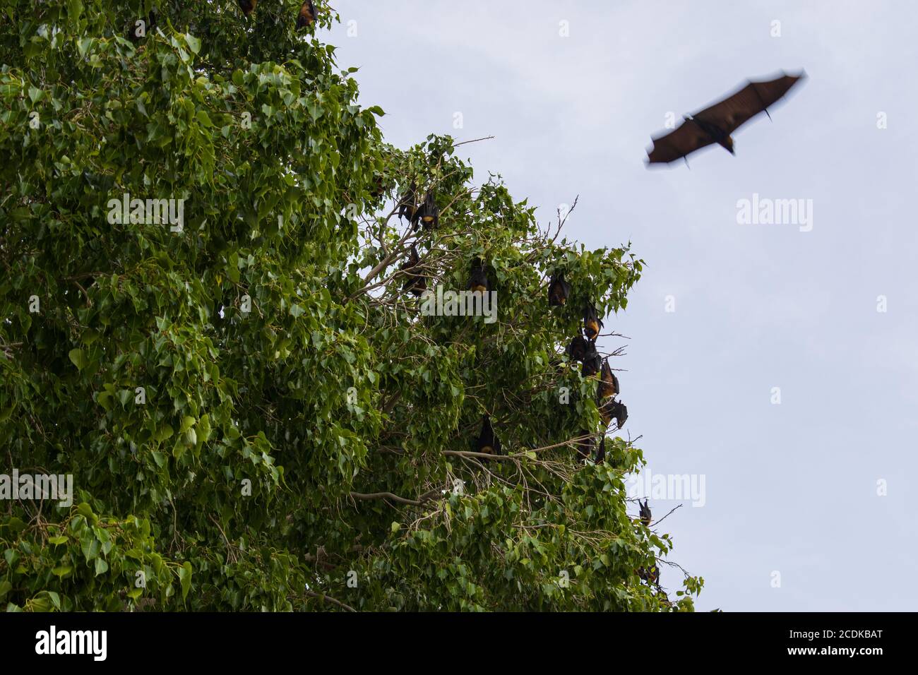 indian bats hunting and hanging on tree at the time of sunset Stock ...