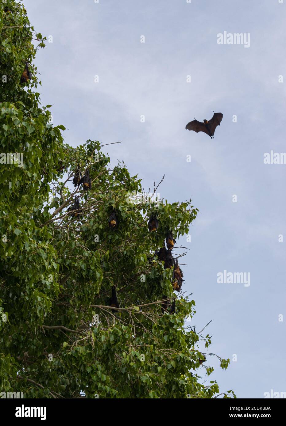 indian bats hunting and hanging on tree at the time of sunset Stock ...
