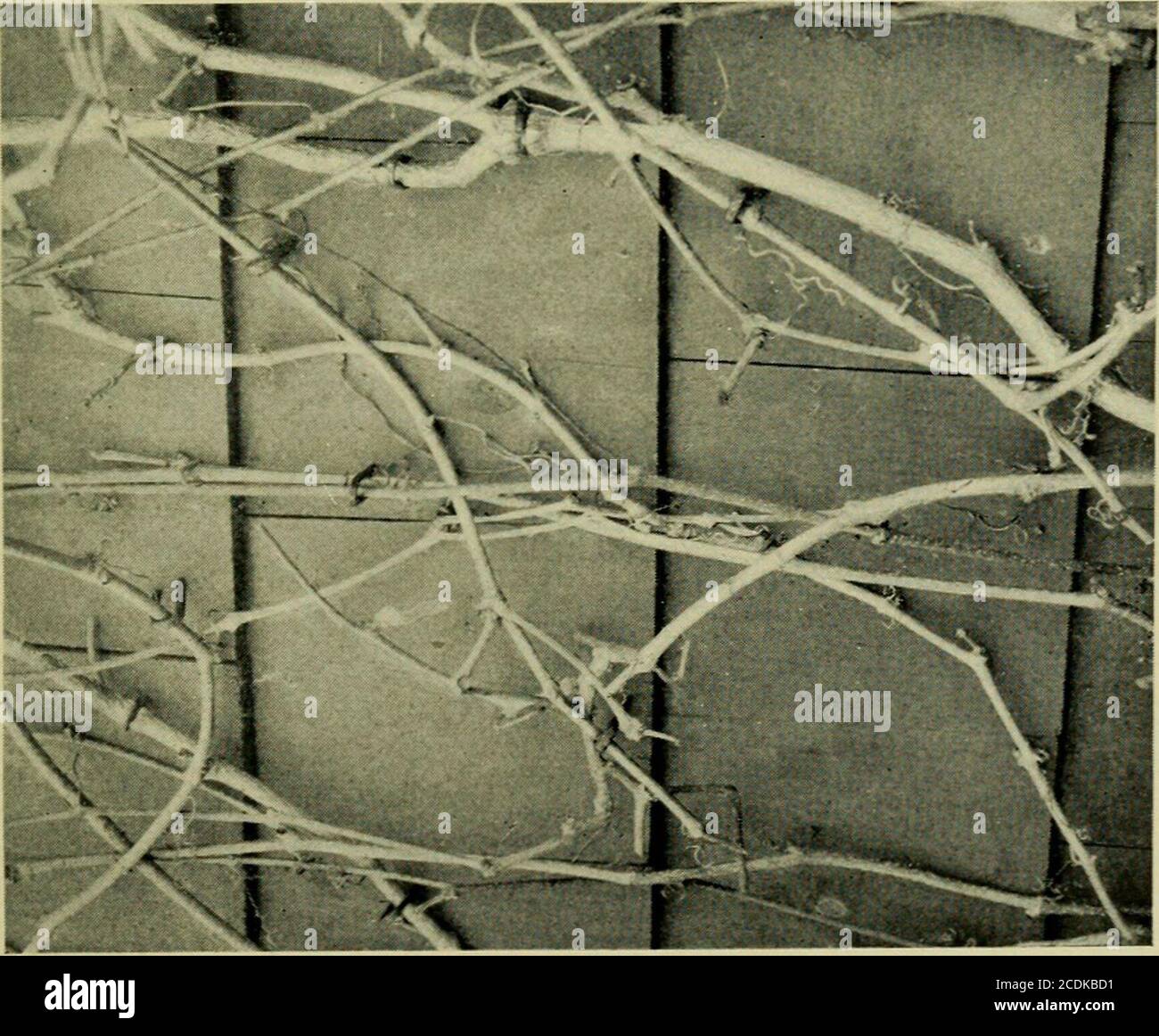 . Vines and how to grow them; a manual of climbing plants for flower ...