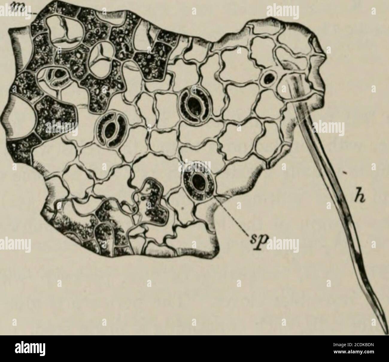 . The microscopy of vegetable foods, with special reference to the ...
