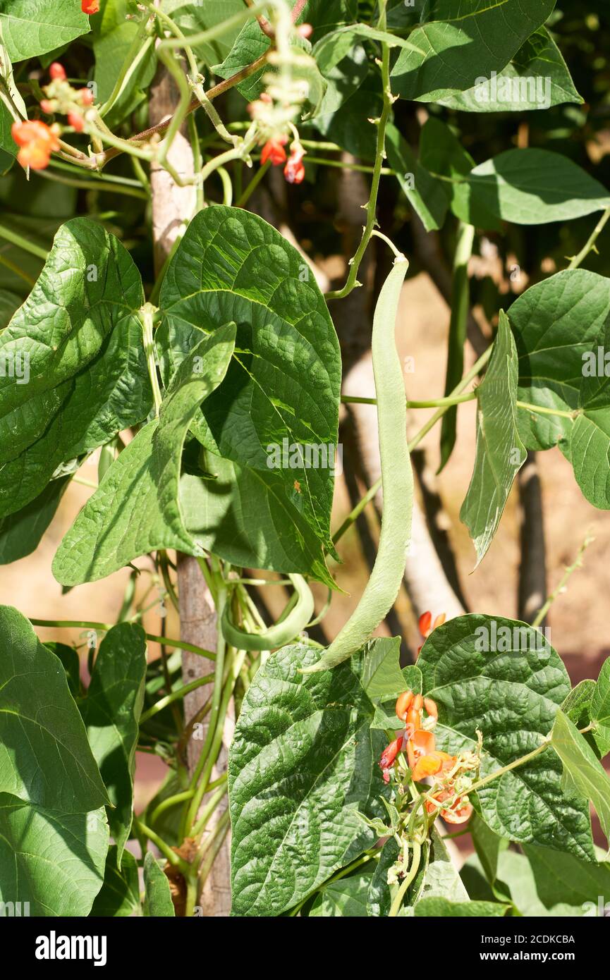 beans in the field blooms with red flowers in early summer Stock Photo ...