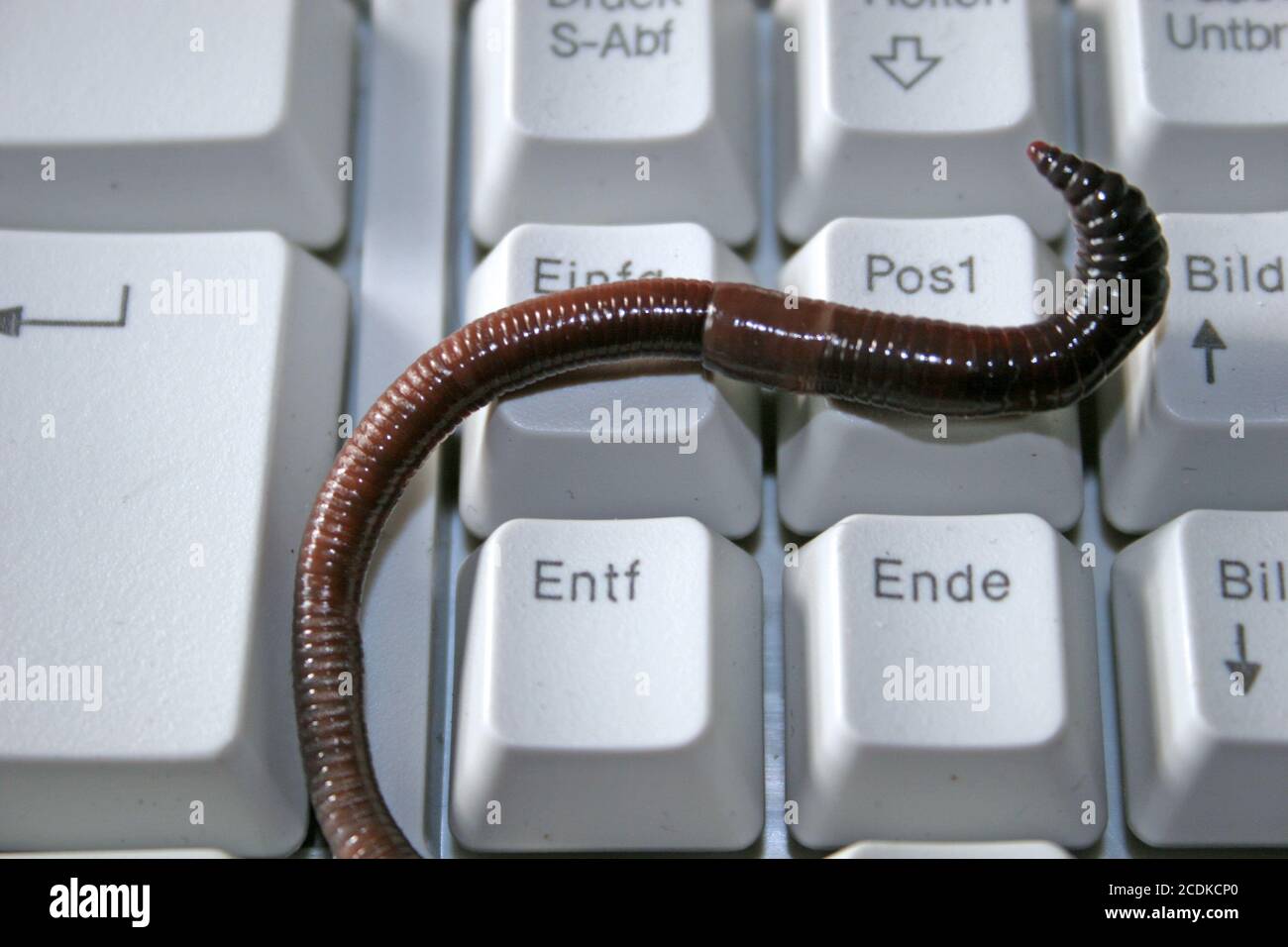 Computer worm hi-res stock photography and images - Alamy