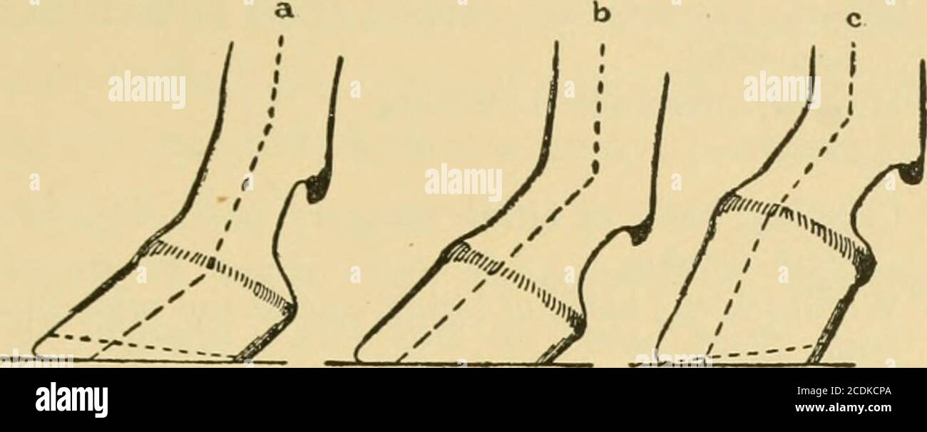 . Agriculture and the farming business . rom injury. 4. Buck knee; bent ...