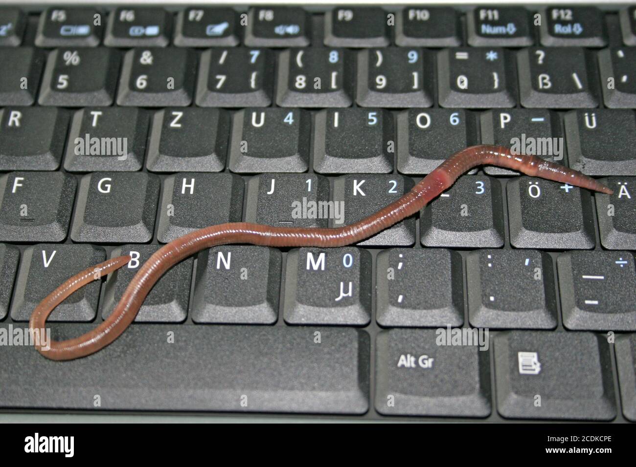 Computer worm hi-res stock photography and images - Alamy