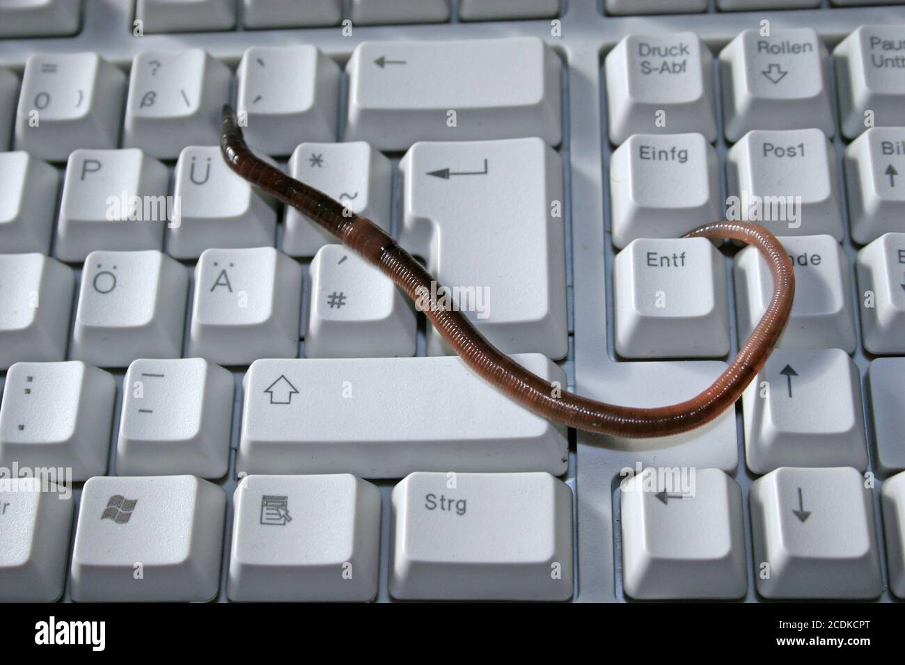 Software worm hi-res stock photography and images - Alamy