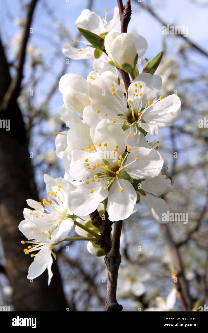 fruit tree blossom Stock Photo - Alamy
