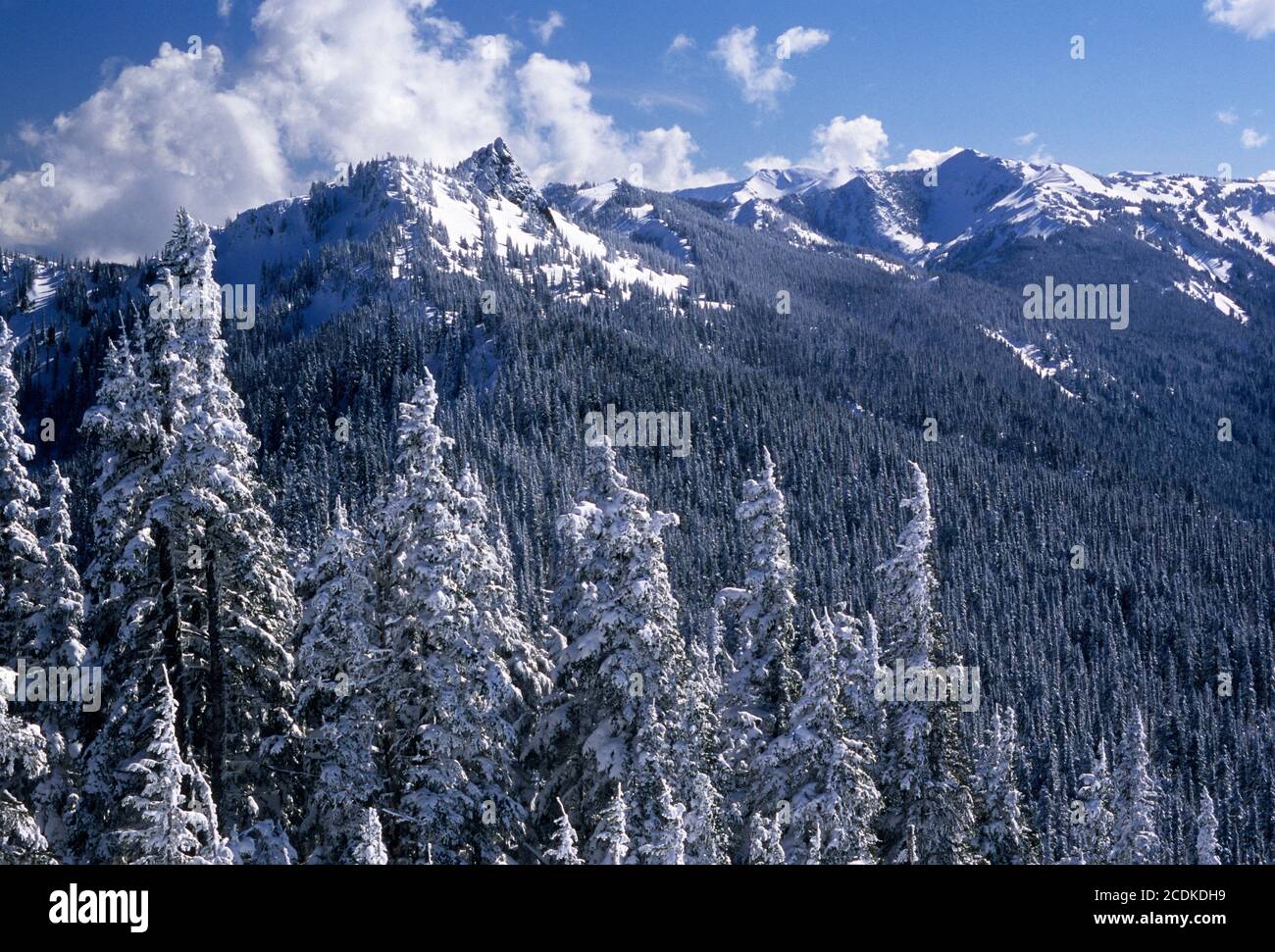 Steeple rock olympic national park hi-res stock photography and images ...