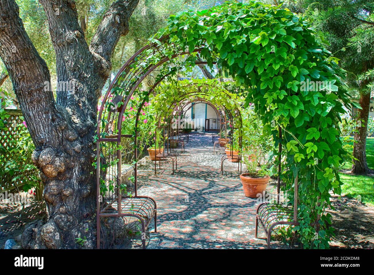 Overhead trellis for plants hi-res stock photography and images - Alamy