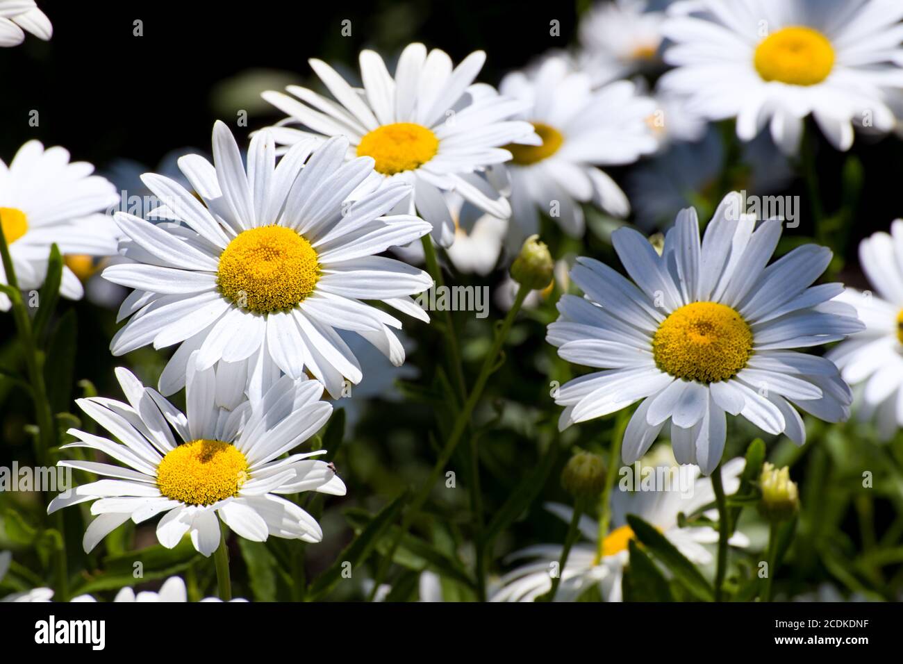 Grouping hi-res stock photography and images - Alamy