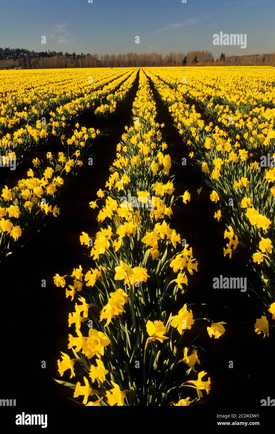 Daffodil field, Pierce County, Washington Stock Photo - Alamy