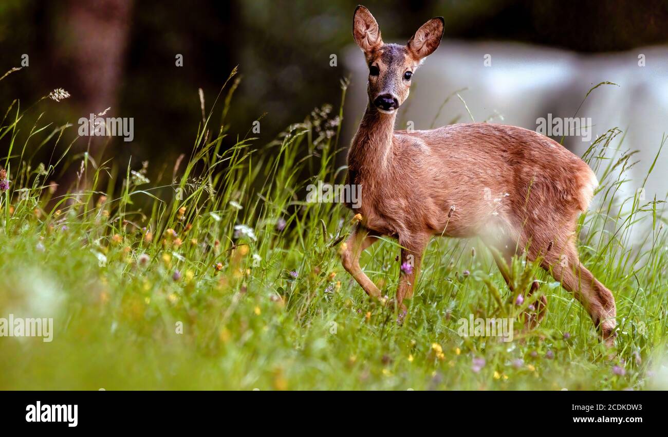 deer, tier, wild lebende tiere, natur, säugetier, wild, gras, kitz ...