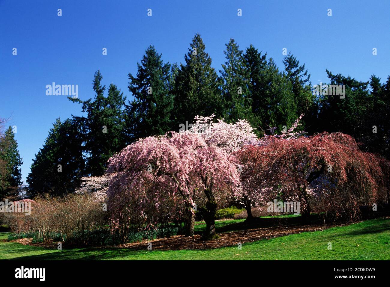 Seattle pacific university hi-res stock photography and images - Alamy