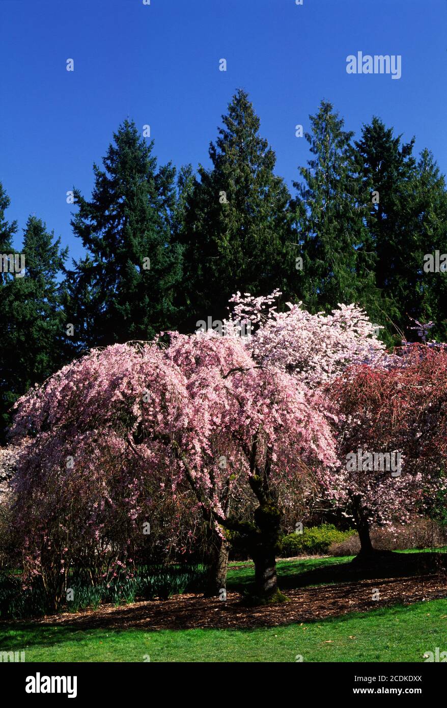 Flowering cherry tree, Washington Park Arboretum, Seattle, Washington ...