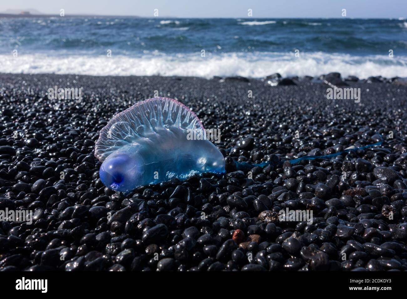 Portuguese man o' war (Physalia physalis Stock Photo - Alamy