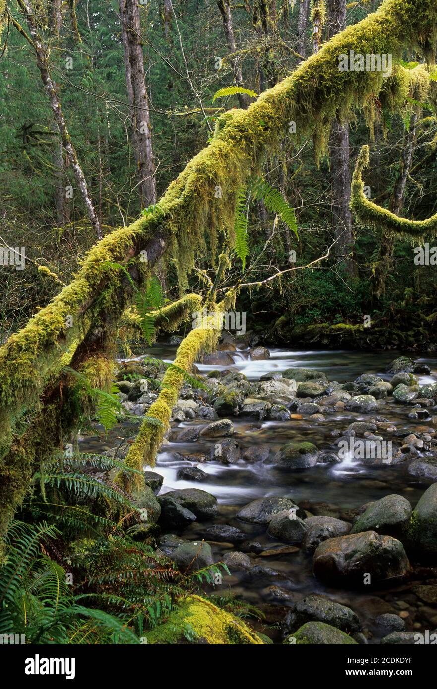 Wallace River, Wallace Falls State Park, Washington Stock Photo - Alamy