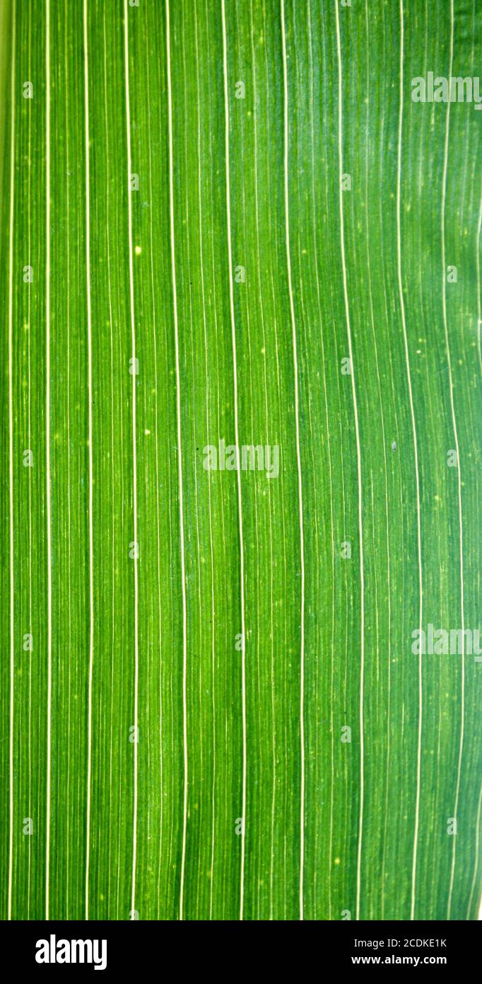 Green corn leaf texture hi-res stock photography and images - Alamy