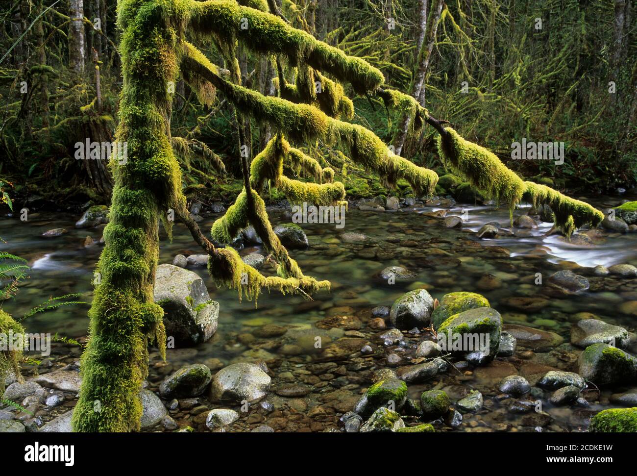 Wallace River, Wallace Falls State Park, Washington Stock Photo - Alamy