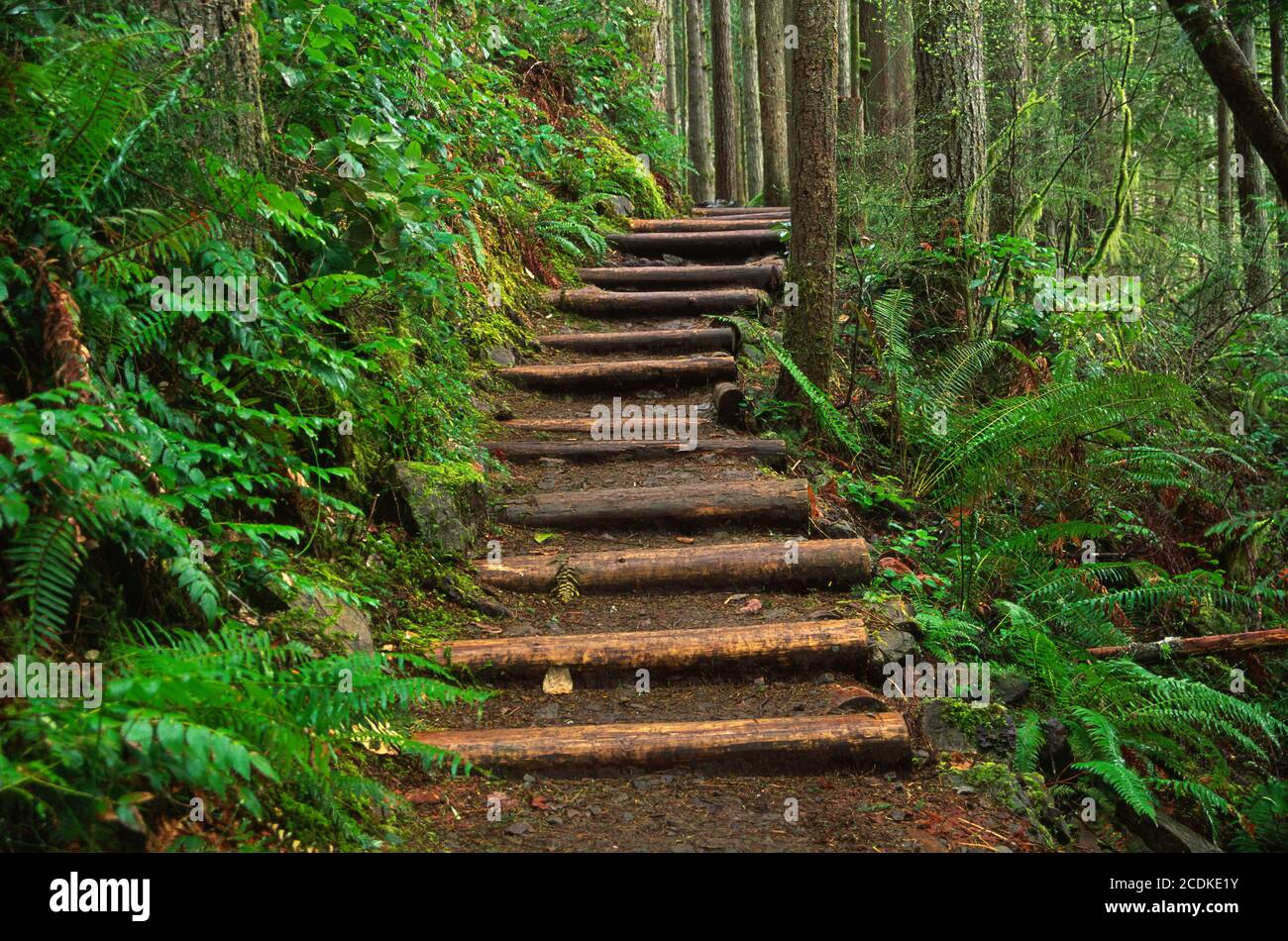 Trail steps, Wallace Falls State Park, Washington Stock Photo - Alamy