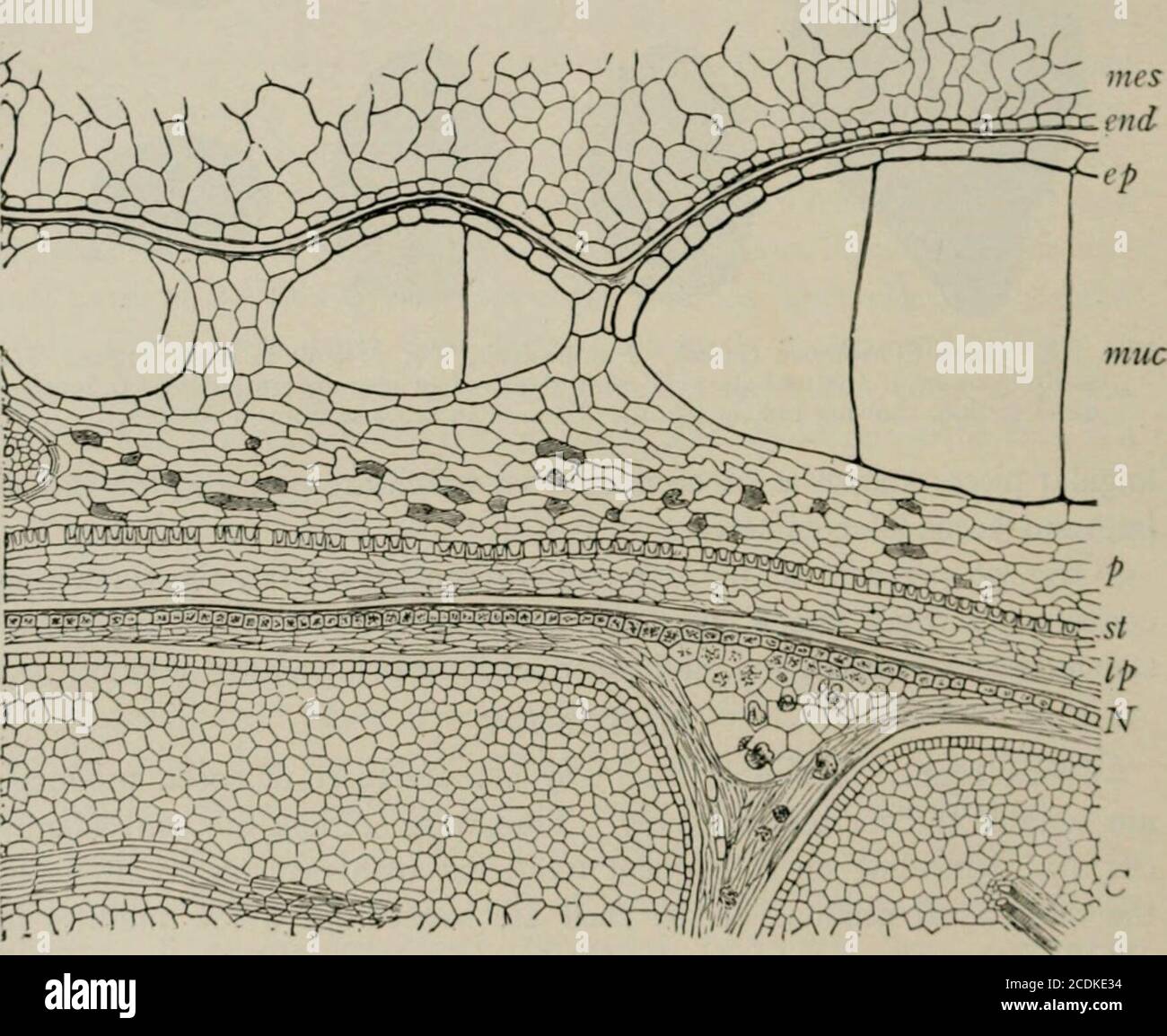 . The microscopy of vegetable foods, with special reference to the ...