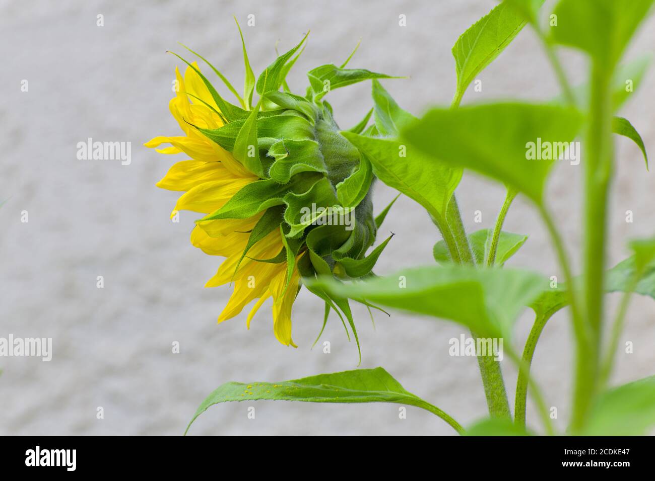 Single sunflower hi-res stock photography and images - Alamy