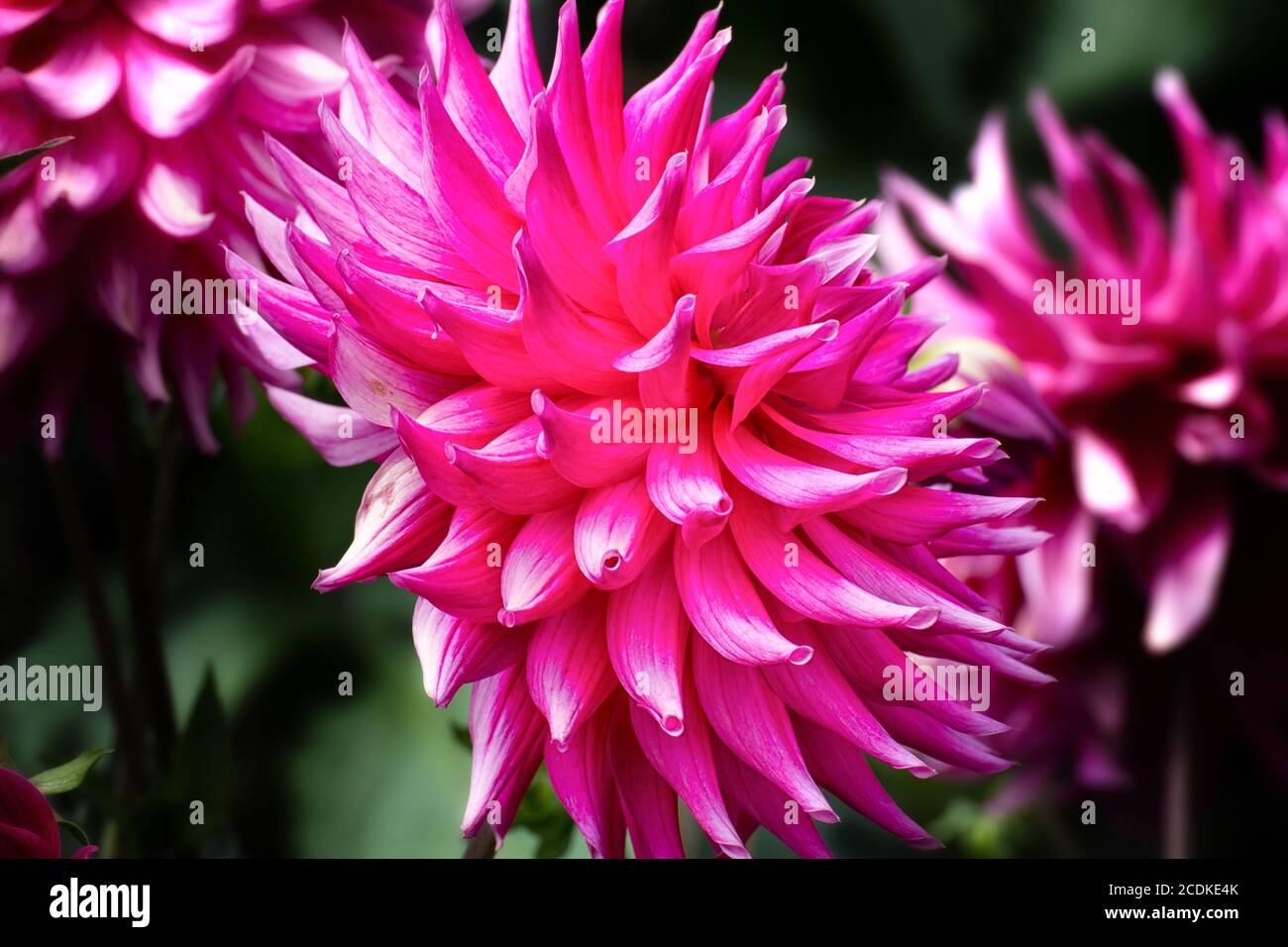 Hot Pink Dahlia Stock Photo - Alamy