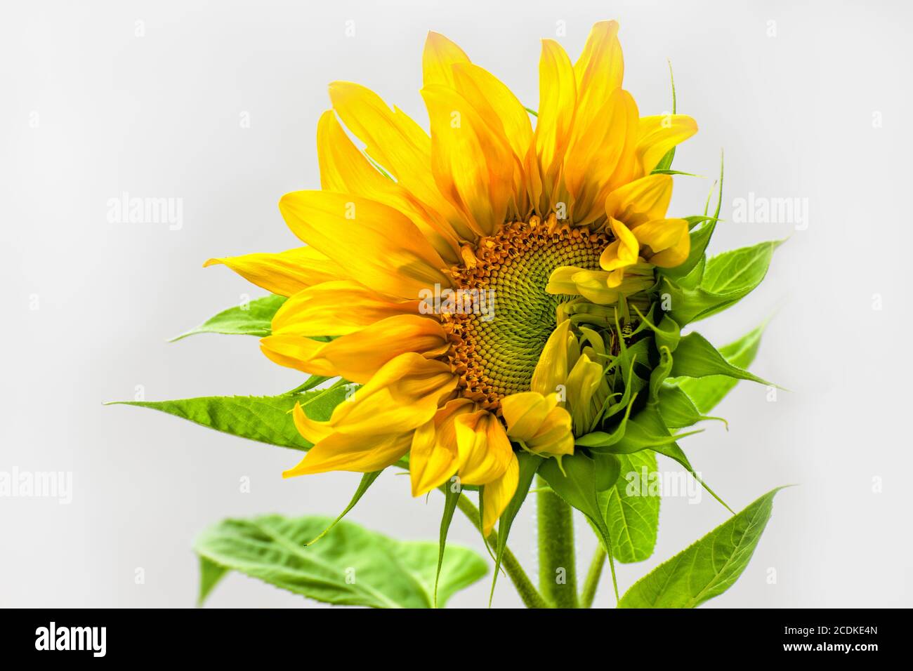 Single sunflower hi-res stock photography and images - Alamy