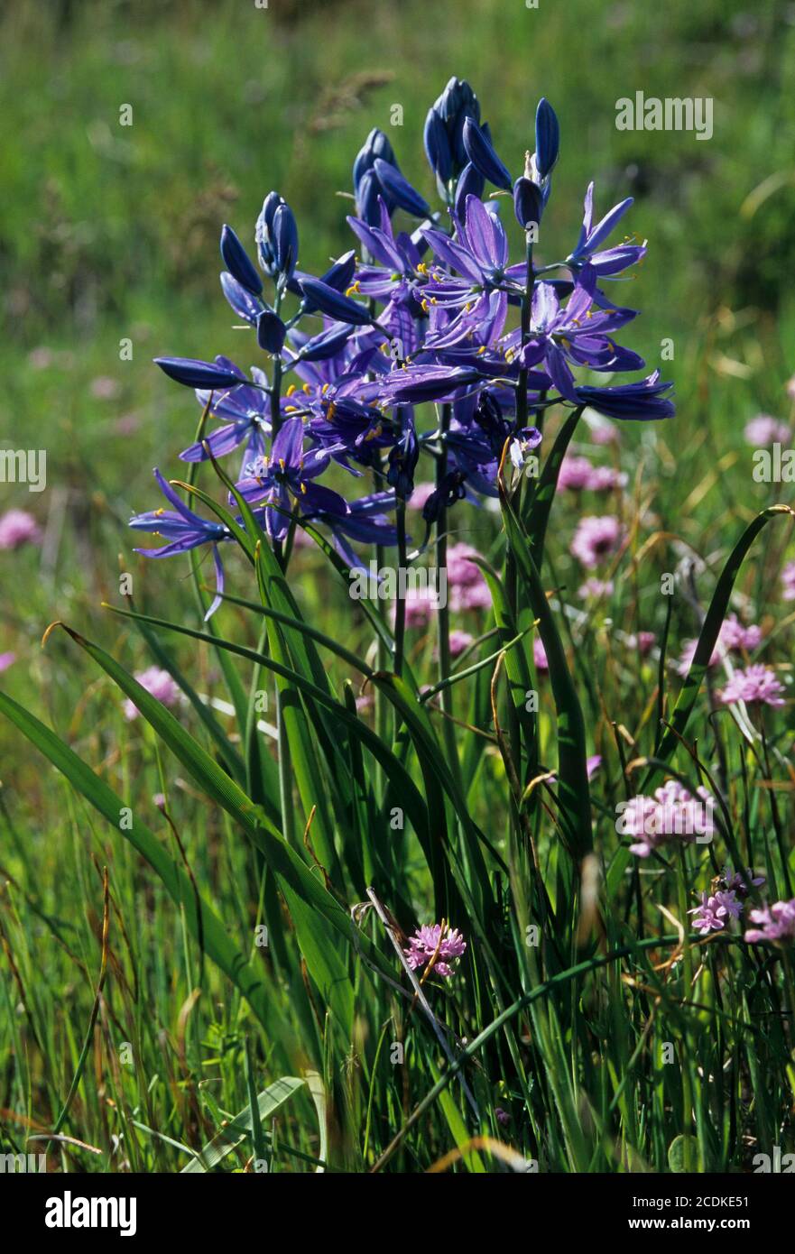 Common camas (Camassia quamash) on Catherine Creek Trail, Columbia ...
