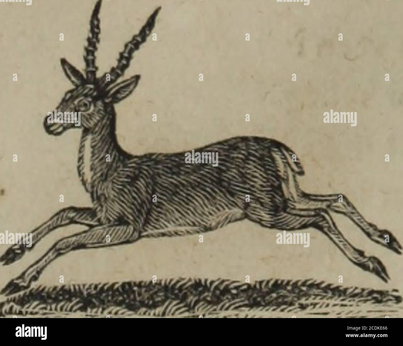 . Elementary exercises for the deaf and dumb . Cow Leopard Tiger Camel ...