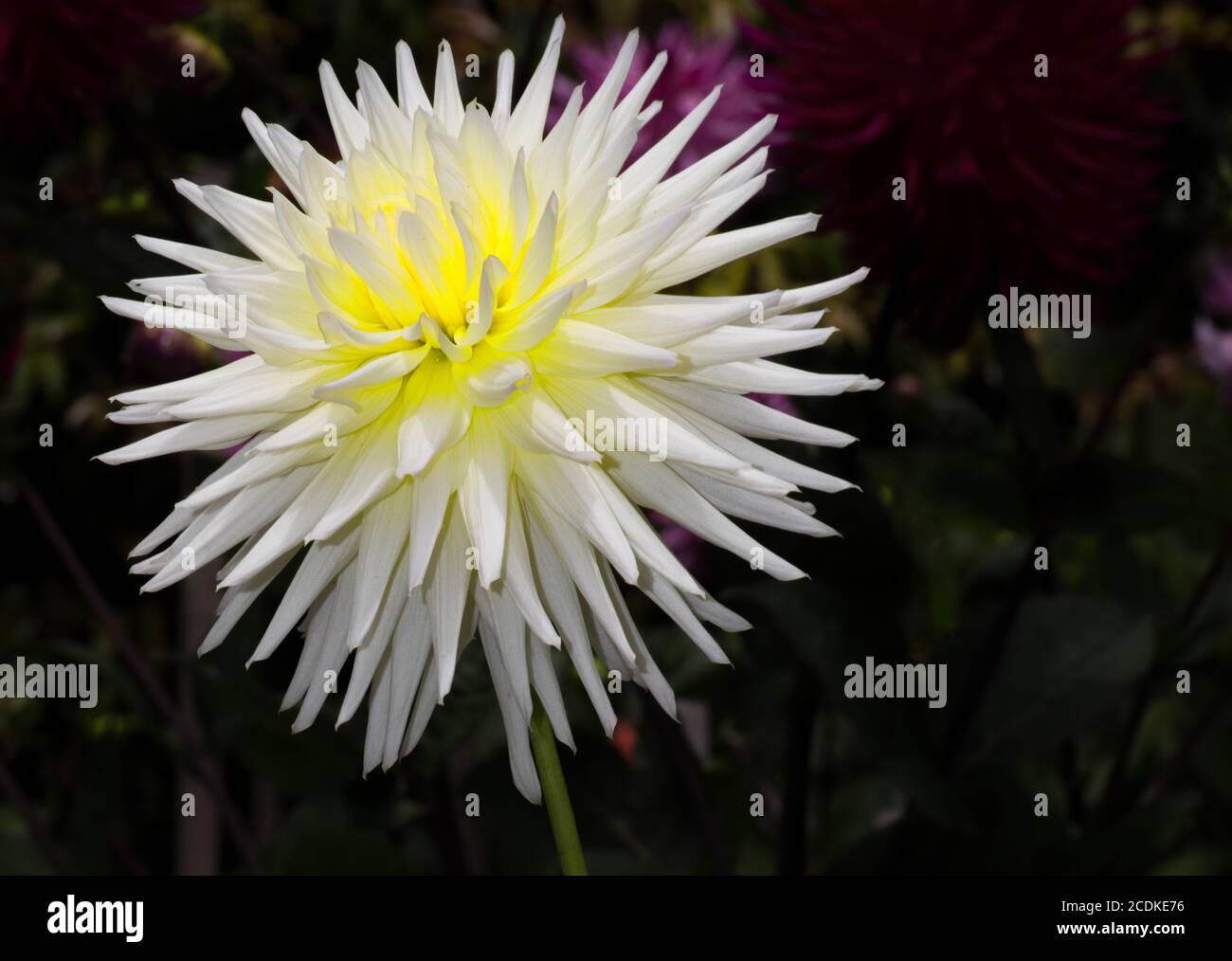 White dahlia hi-res stock photography and images - Alamy