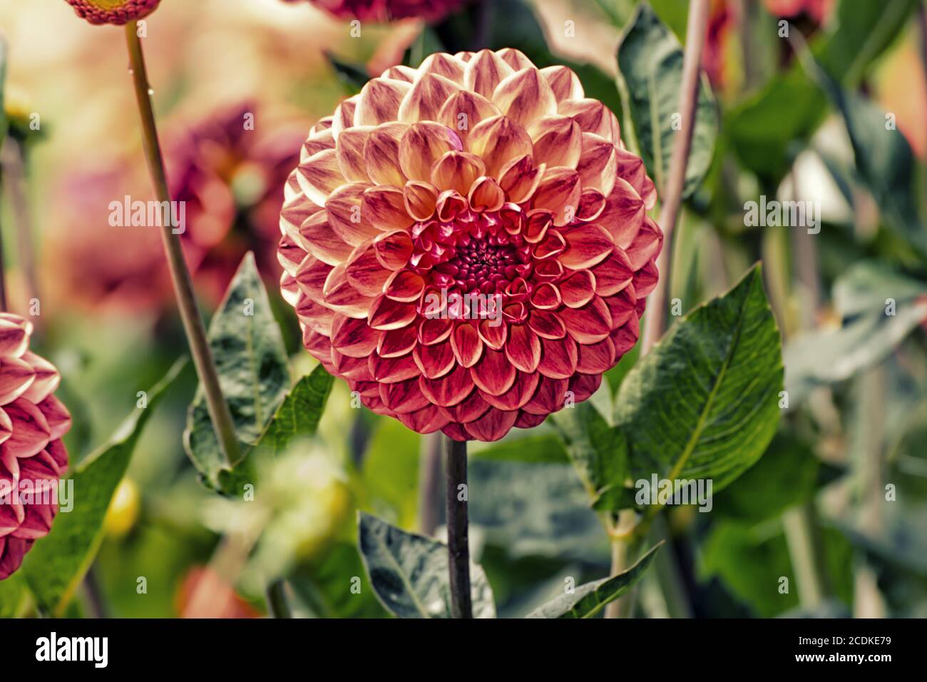 Ball shaped flower hi-res stock photography and images - Alamy
