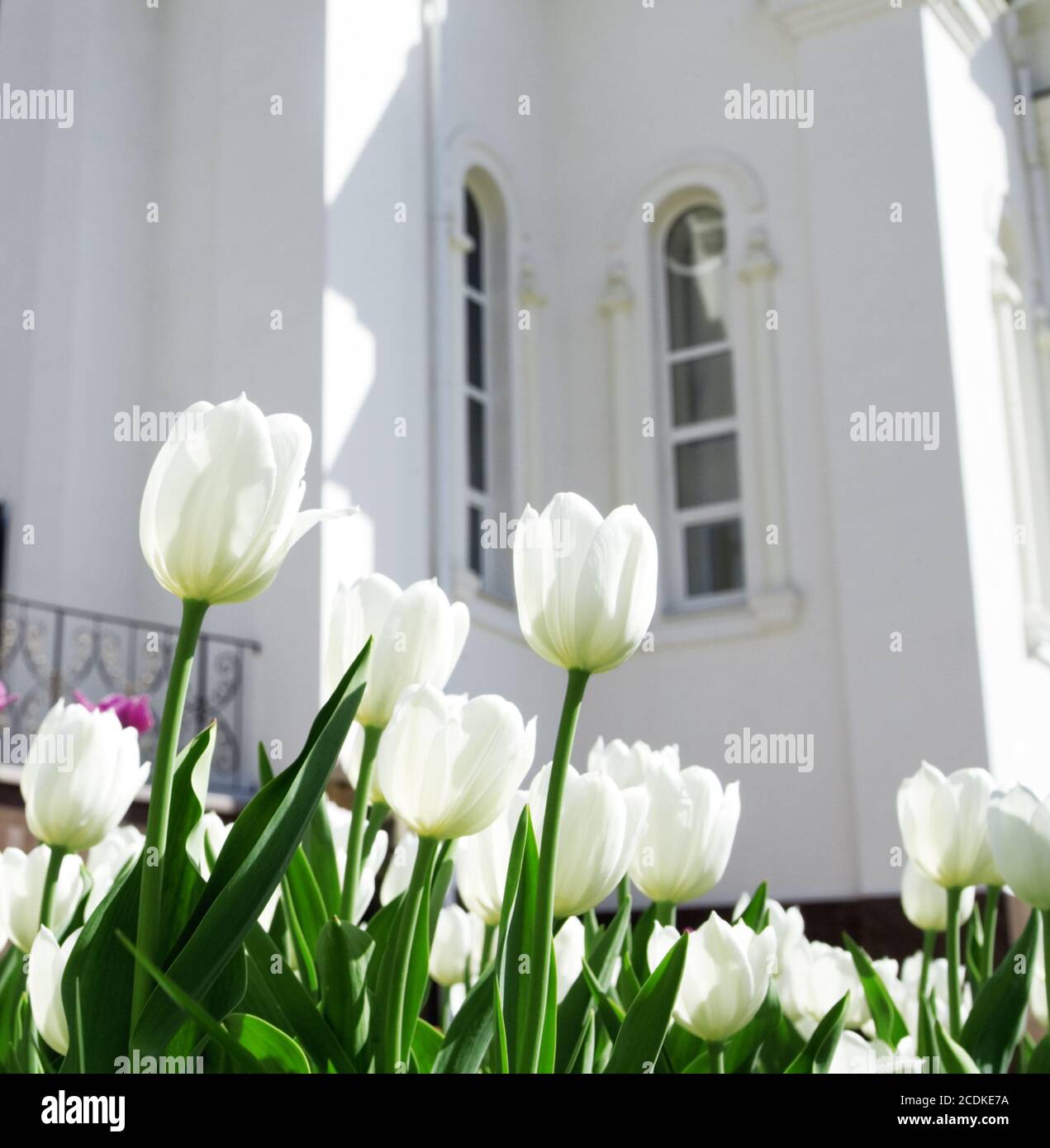 cream tulips on a background white building Stock Photo - Alamy