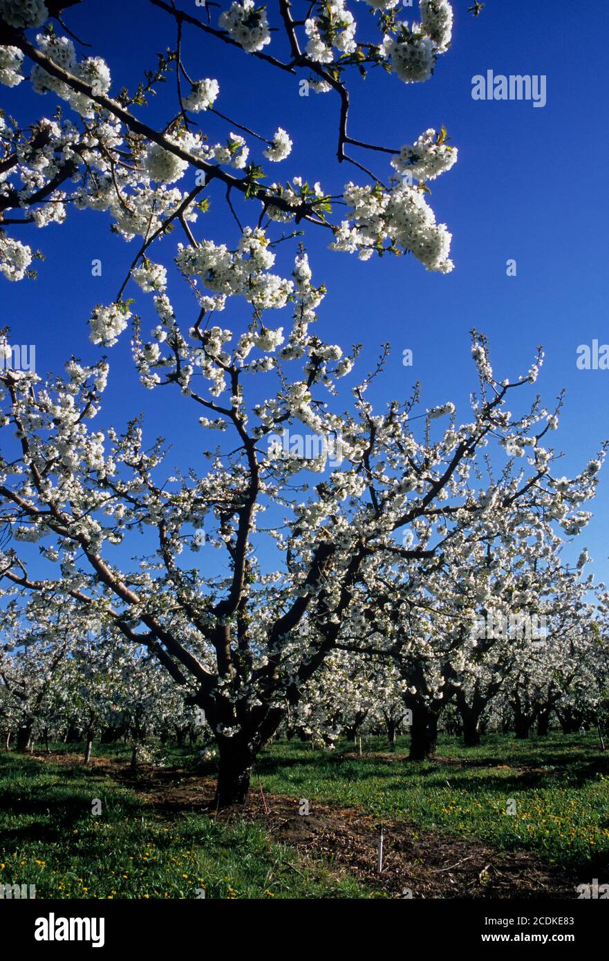 Cherry orchard in bloom, Yakima County, Washington Stock Photo - Alamy