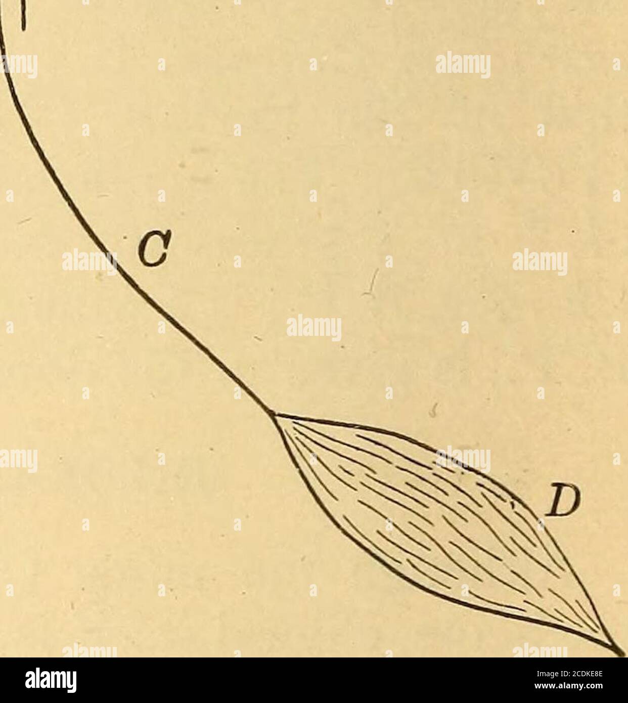 Grumous hi-res stock photography and images - Alamy