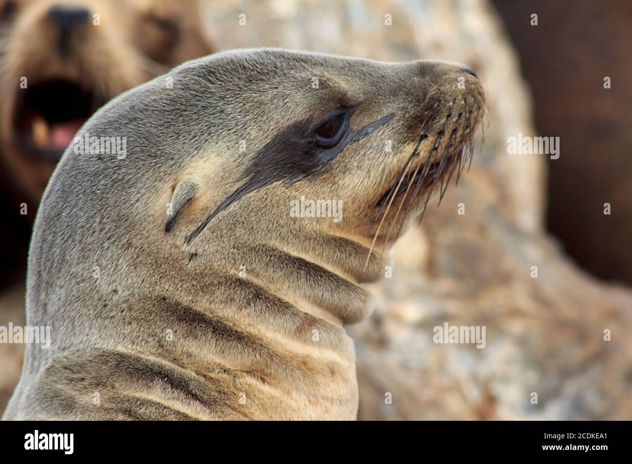 California Sea Lion Portrait Stock Photo - Alamy