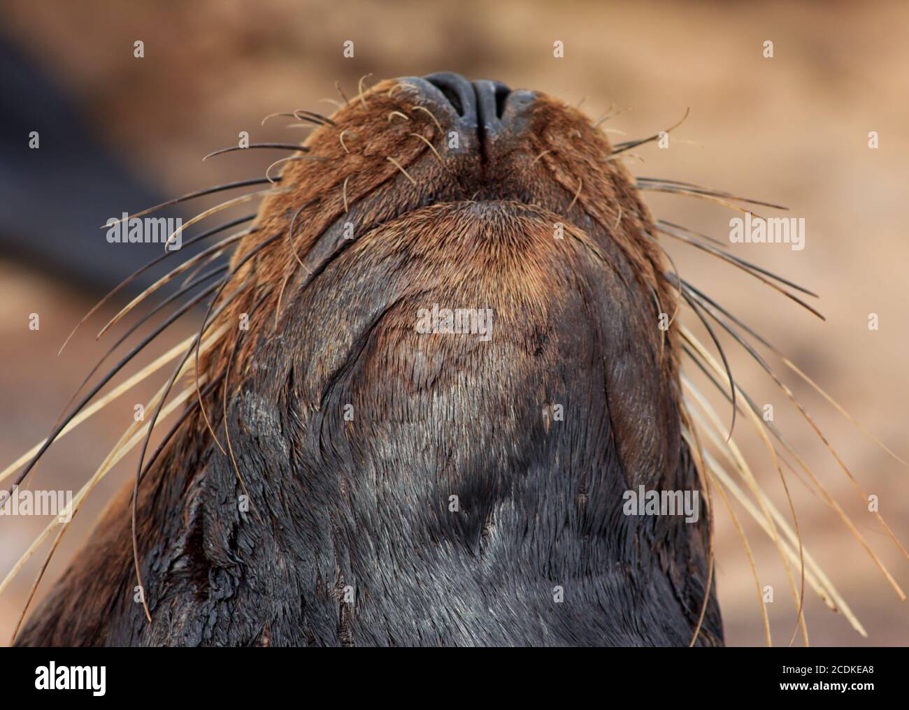 Sea Lion Mouth and Nose Stock Photo - Alamy