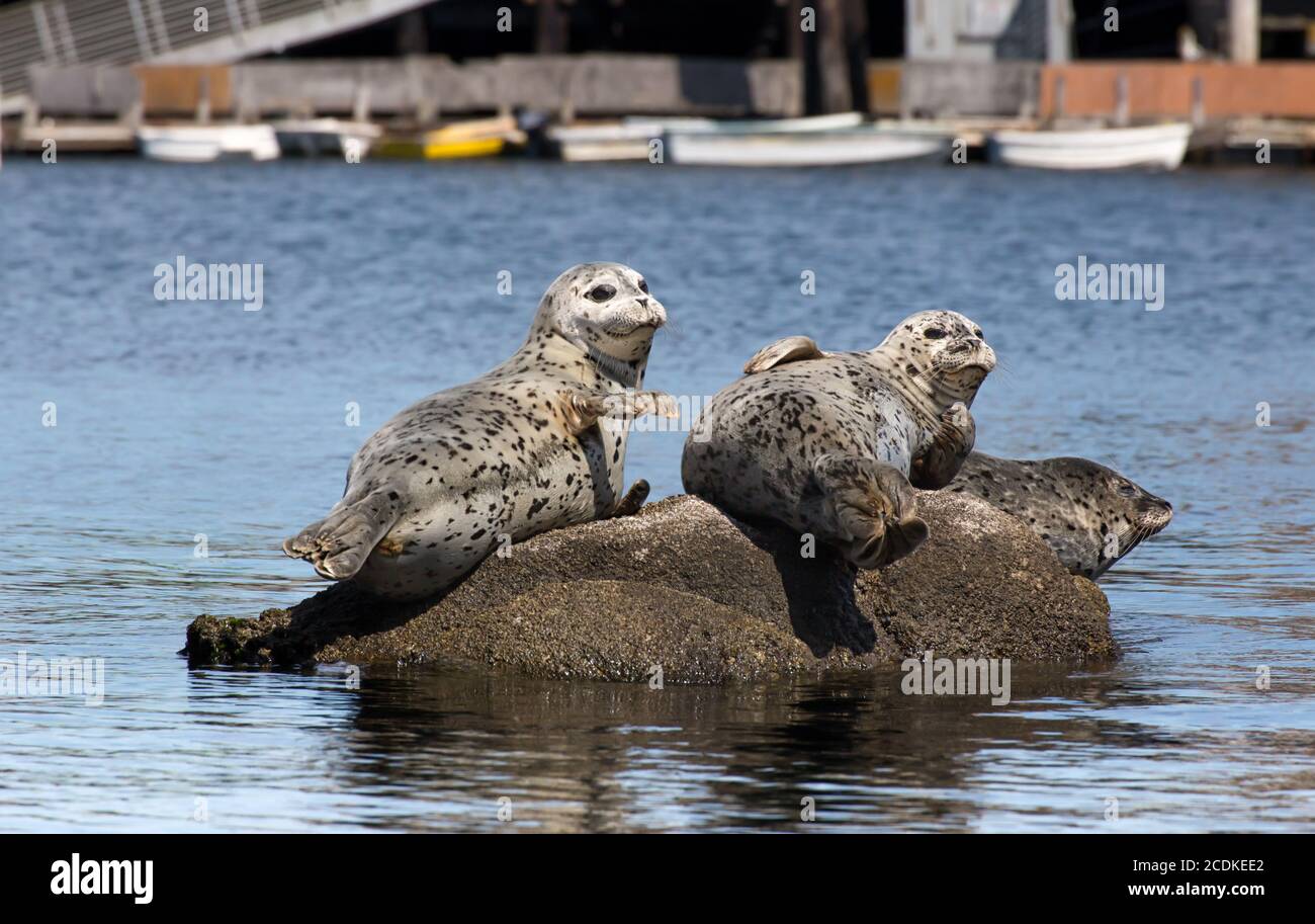 Ocean harbor fur seals hi-res stock photography and images - Alamy