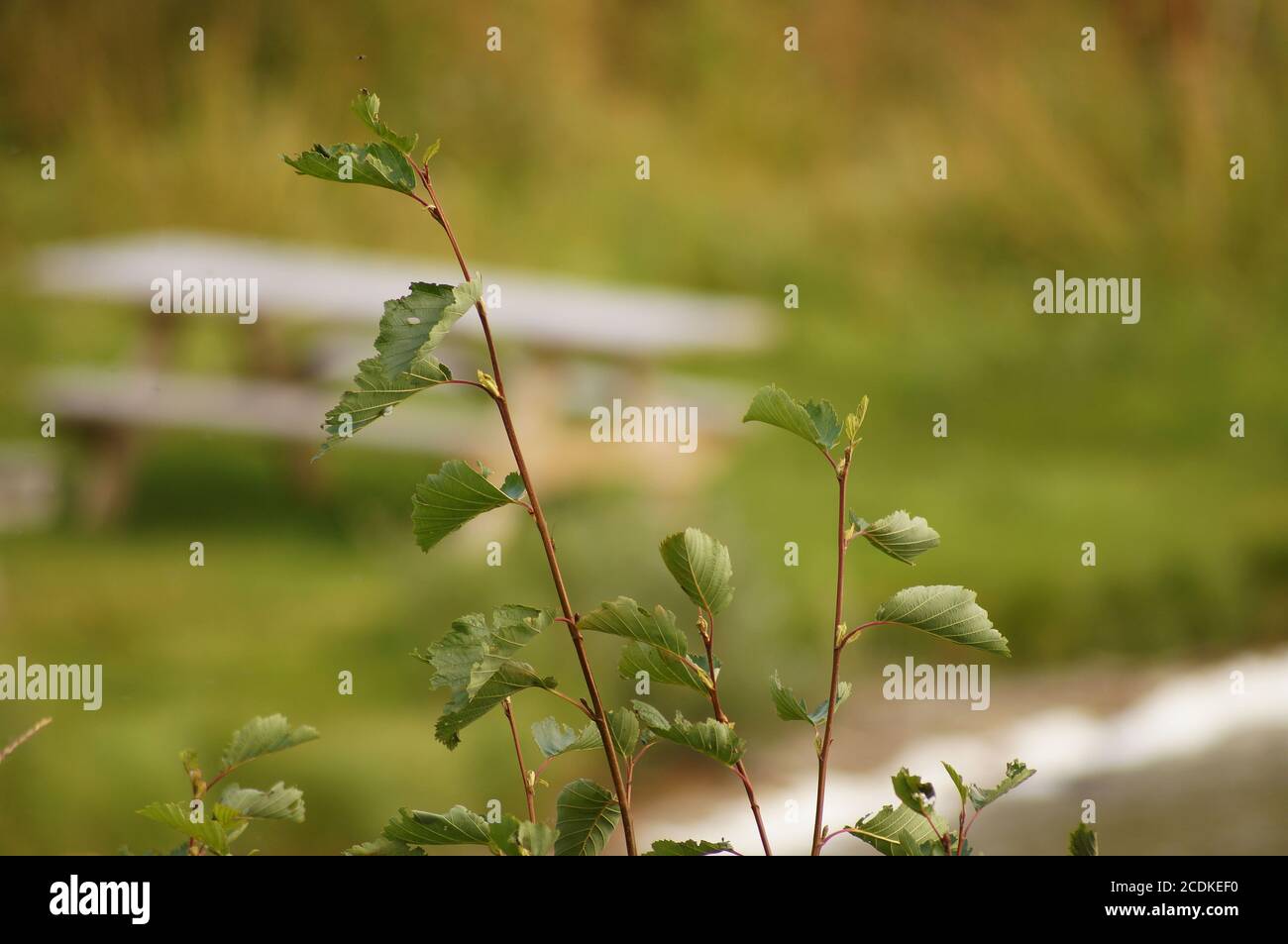 Tree with a bench behind Stock Photo - Alamy