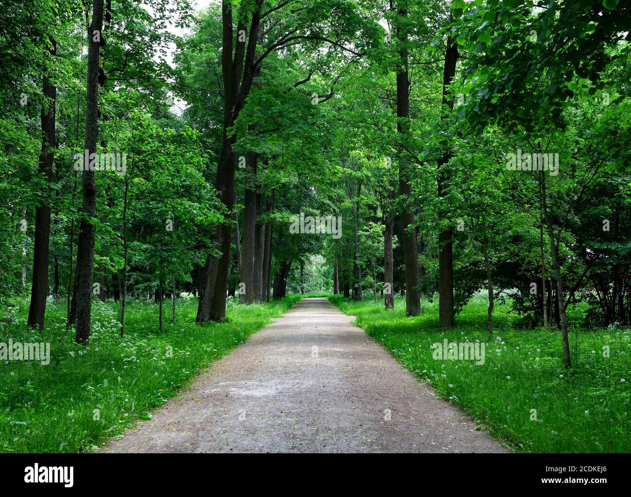 Pedestrian path forest hi-res stock photography and images - Alamy